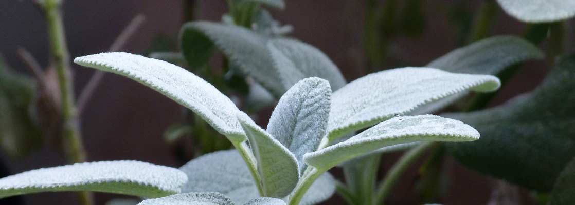 Salie is een kruid met een vrij sterke geur.